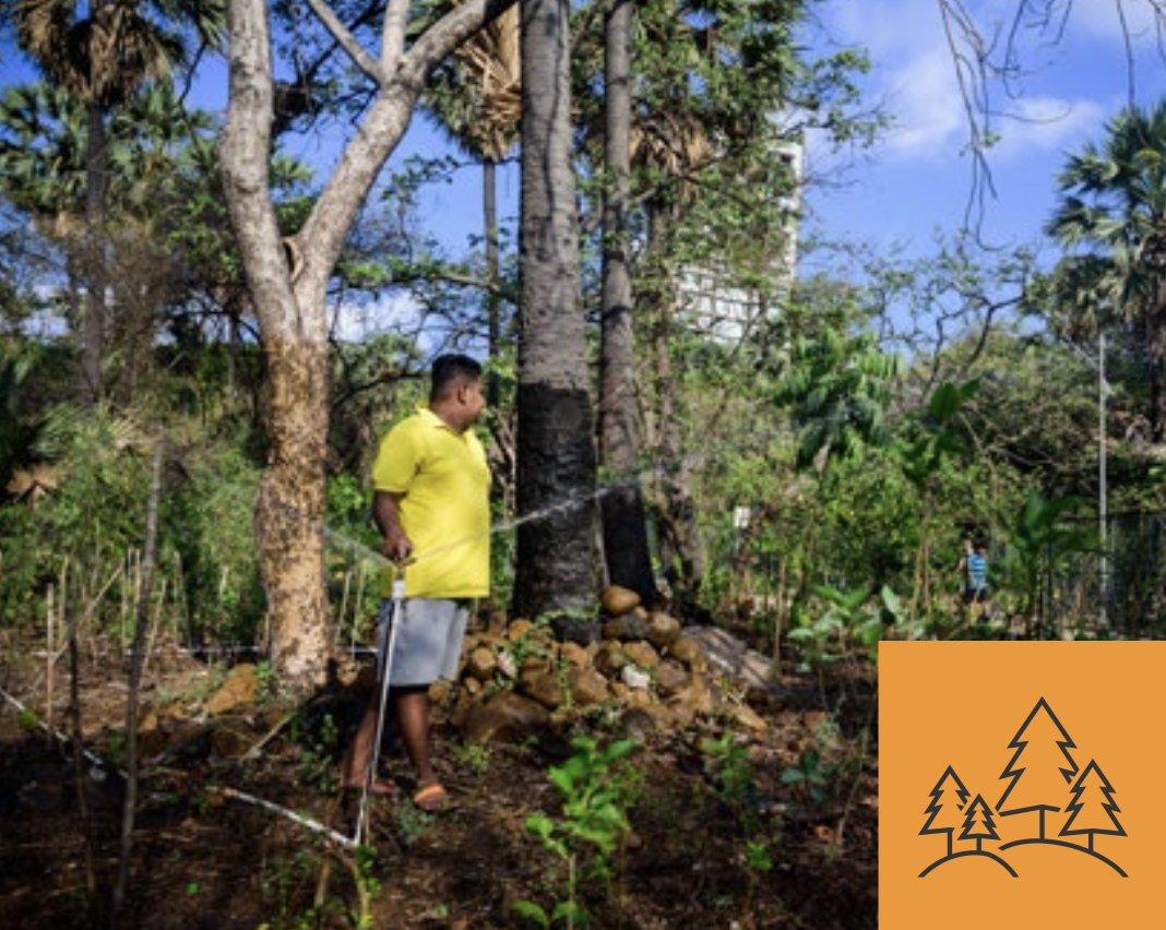 CREATION OF MINI FORESTS